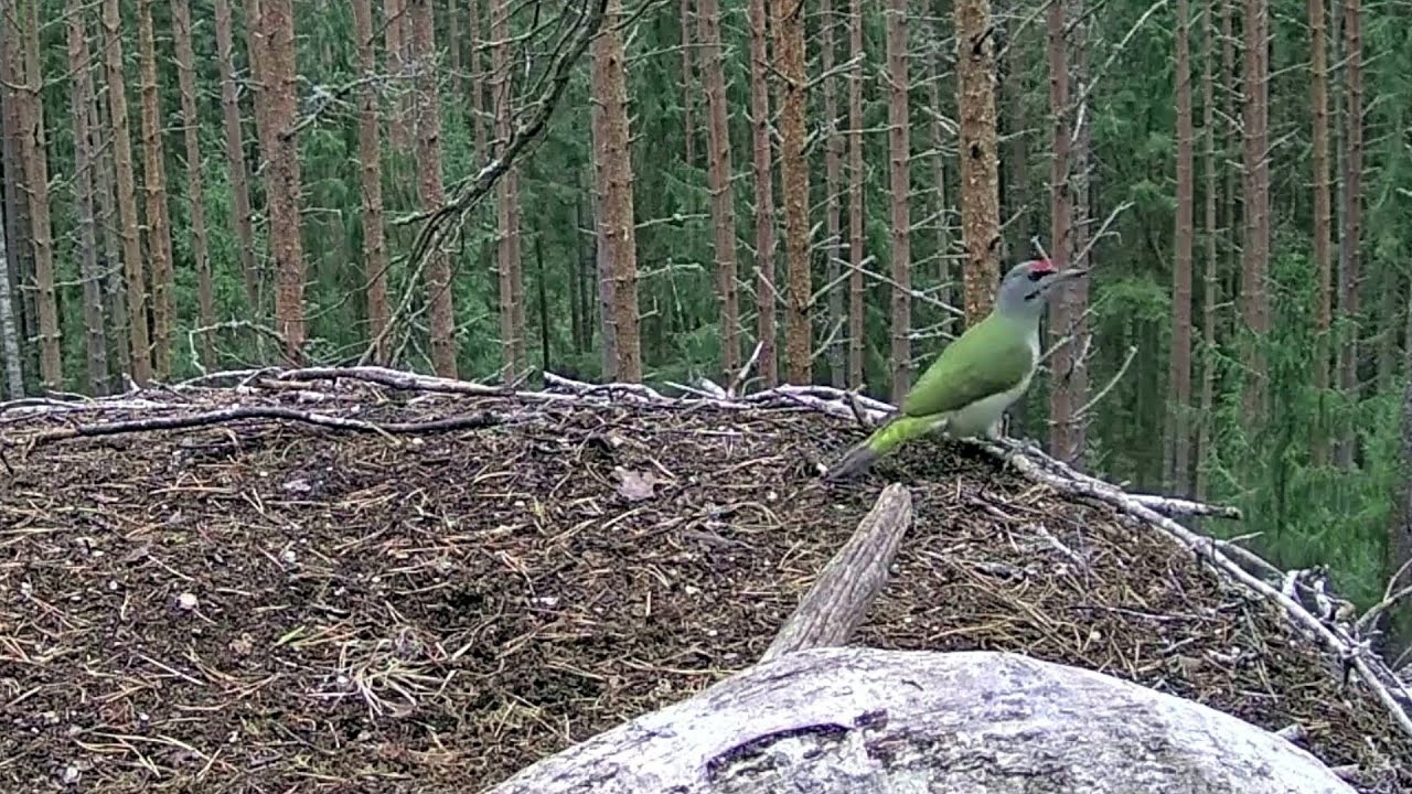 Must toonekurg~ A grey headed woodpecker visit the nest~9:03 a.m. 2022 ...