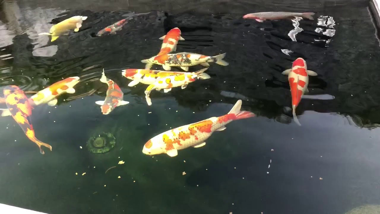 Winter koi status - YouTube
