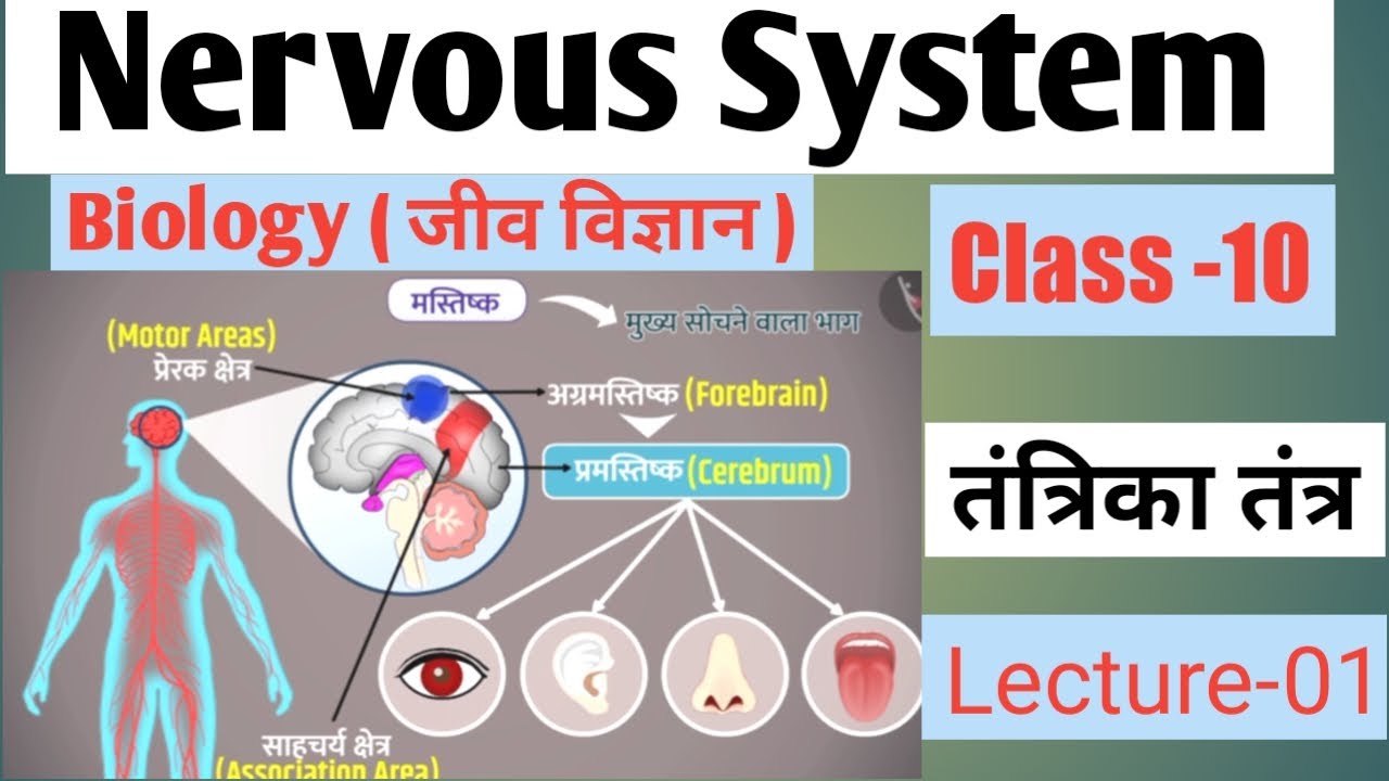 Tantrika tantra, Nervous system, नियंत्रण और समन्वय, niyantran evam ...