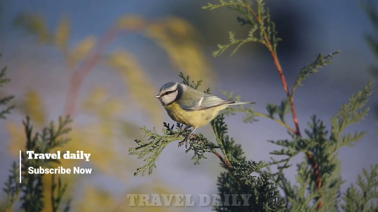 Amazing bird Nature Scenery - High quality footage [Wonderful Planet ...