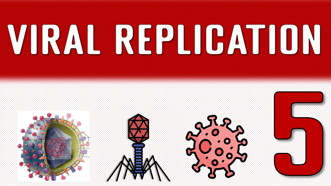 Viral replication - YouTube