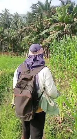 SUASANA SORE DI AREA PERSAWAHAN DESA TAPA AOG SULAWESI UTARA #alamdesa ...