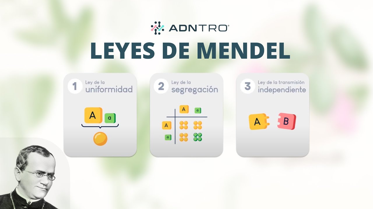 Las leyes de Mendel en menos de 5 minutos - YouTube