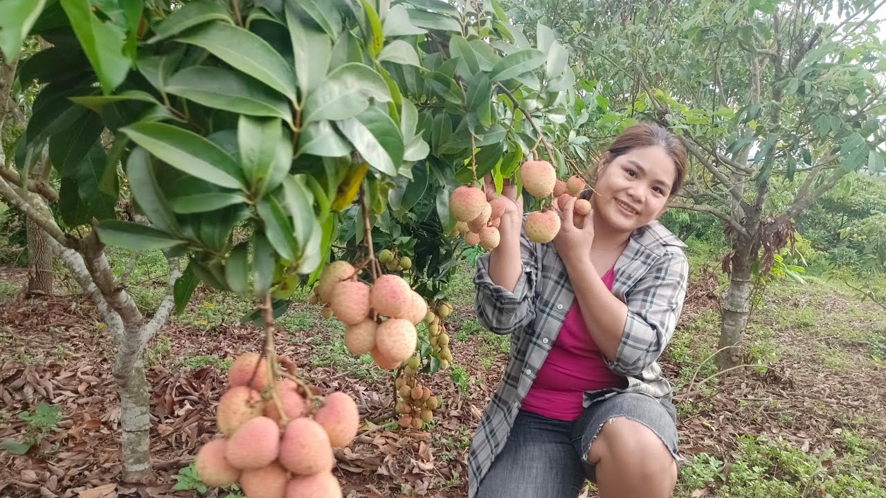 Visiting the garden, picking lychees to eat, hoeing vegetables, cooking ...