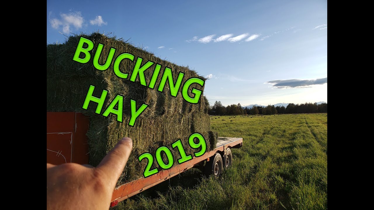 BUCKING HAY 2019 - YouTube
