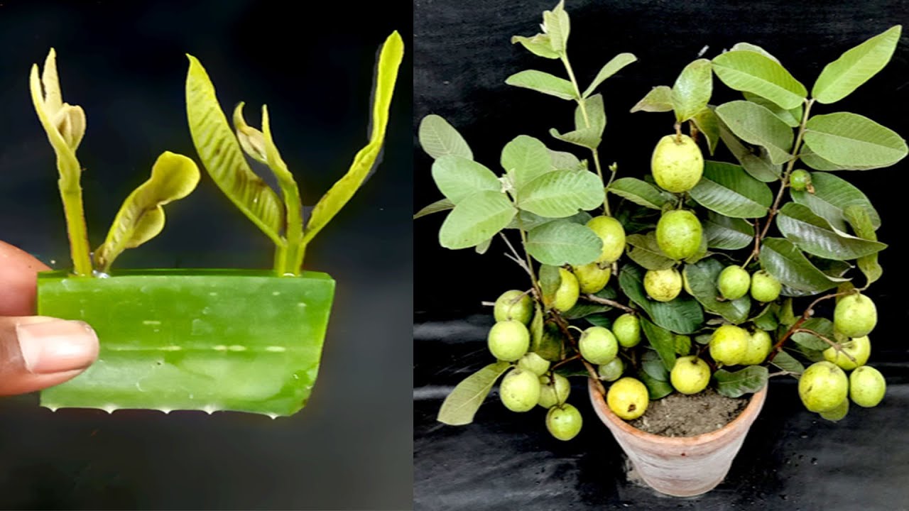 How To Grow Guava Trees From Buds In Aloe Vera | Propagate Guava Tree ...