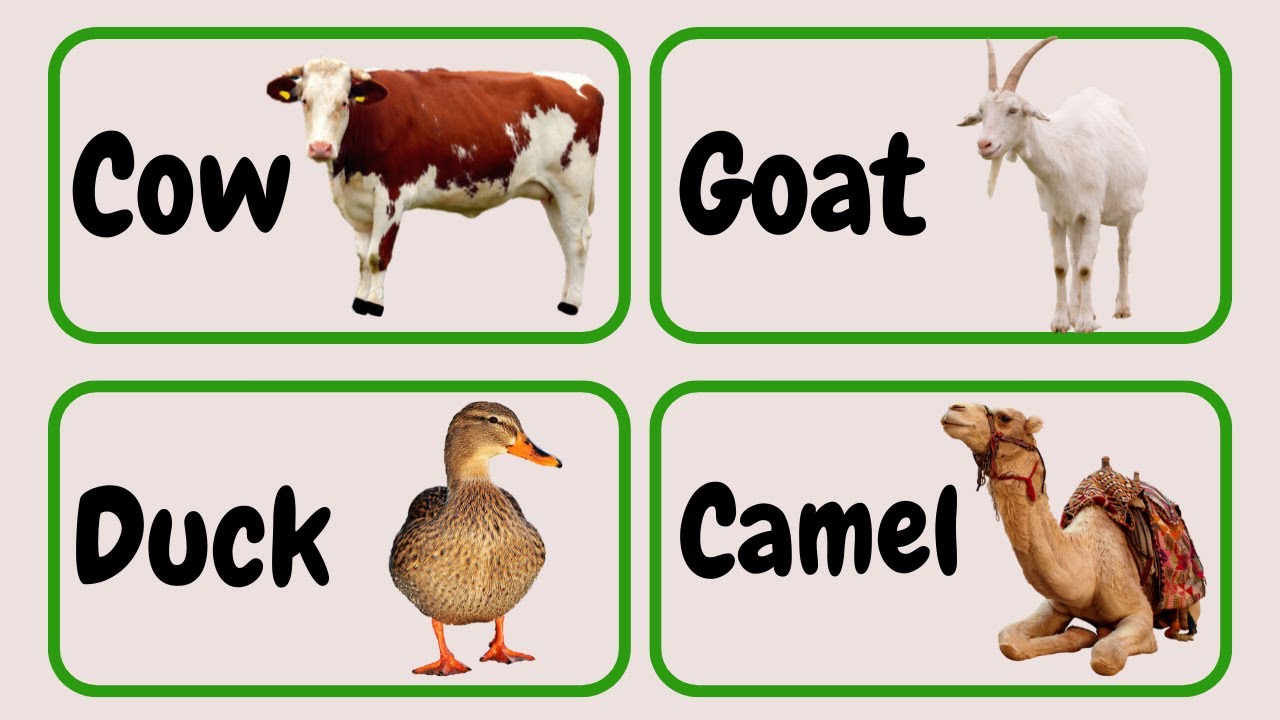 Learn Farm animals for kids | Farm Animals Names | Cow, Horse, Duck ...