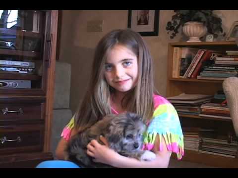 Our new Peekapoo Puppy - YouTube