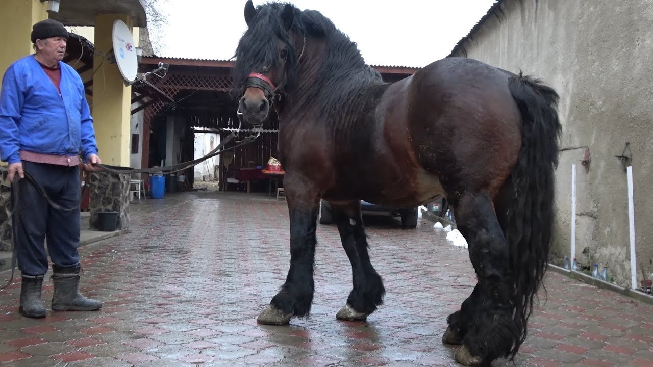 Armasar Sange Rece Unguresc proprietar Ion de la Bazna - 2018 - YouTube