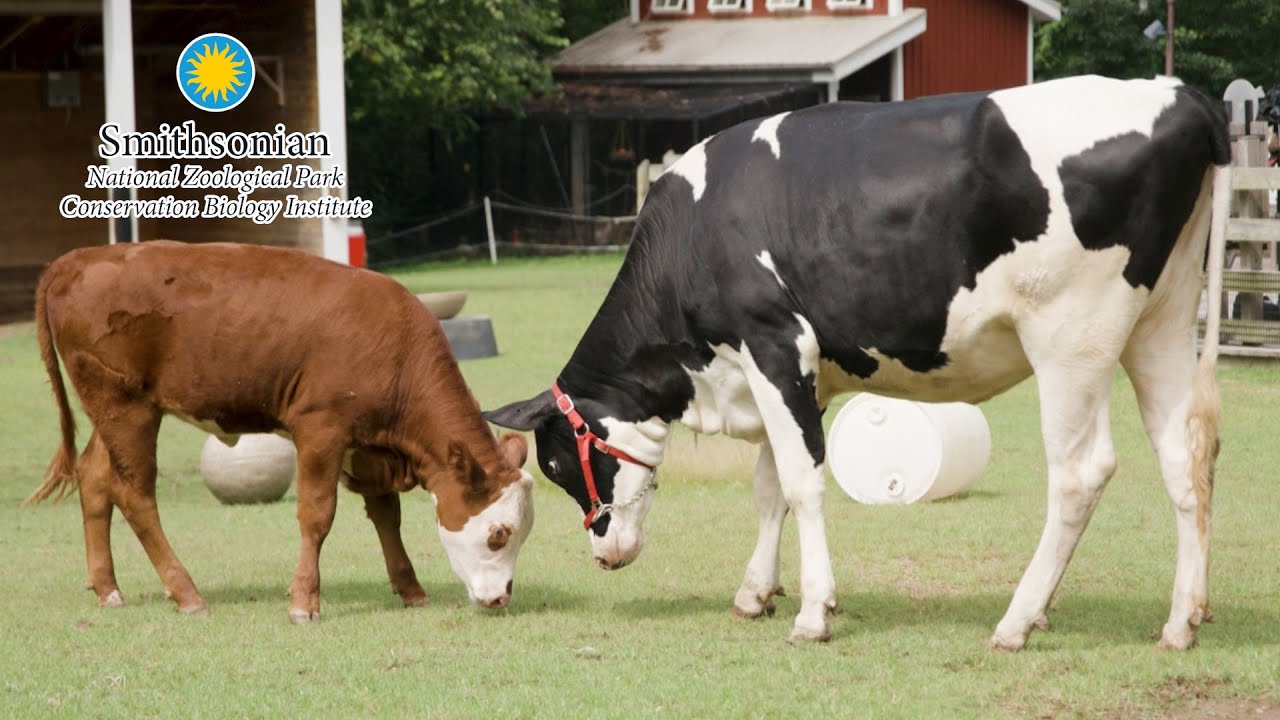 Cow VS Cattle | What's the difference? The answer will shock you - YouTube