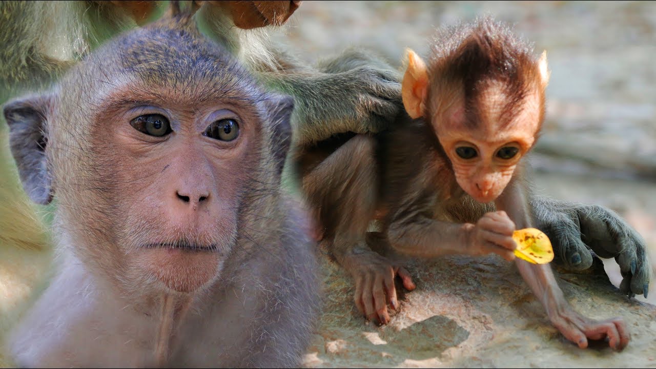 #Layla and her Cute baby |Asia Animals| - YouTube