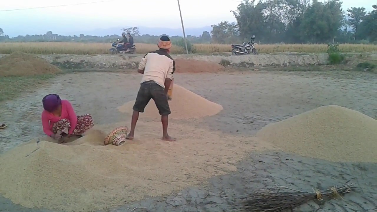 Season of paddy production 2017 - YouTube