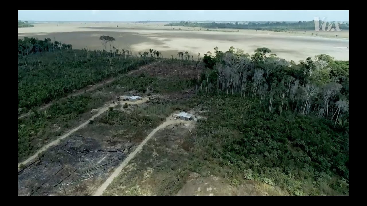 The Destruction Of The Amazon, Explained - YouTube