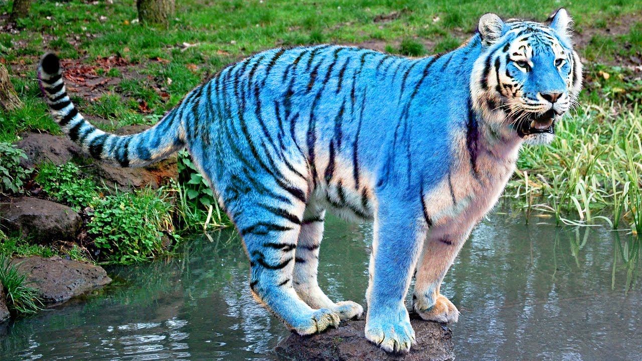 Amazing Hybrid Animals That Actually Exist - YouTube