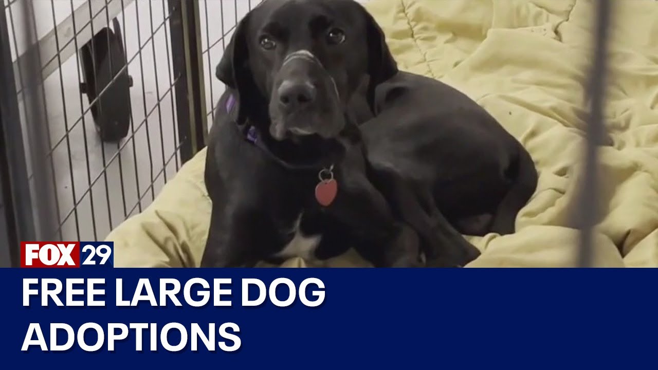 ACCT Philly with urgent plea to adopt dogs as their shelter is full ...