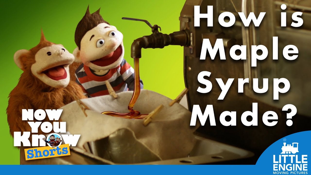 How is Maple Syrup Made?🍁 | Now You Know | Learning for Kids 🧑🏻🐵 - YouTube