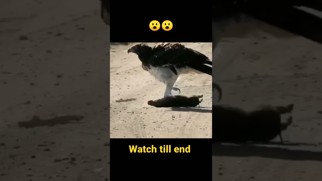 Eagle smashed rat by leg after hunting 🦅🏹 - YouTube