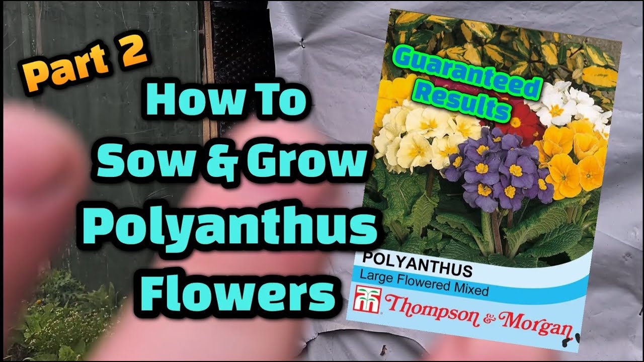 How to grow polyanthus from seed part 2 - YouTube