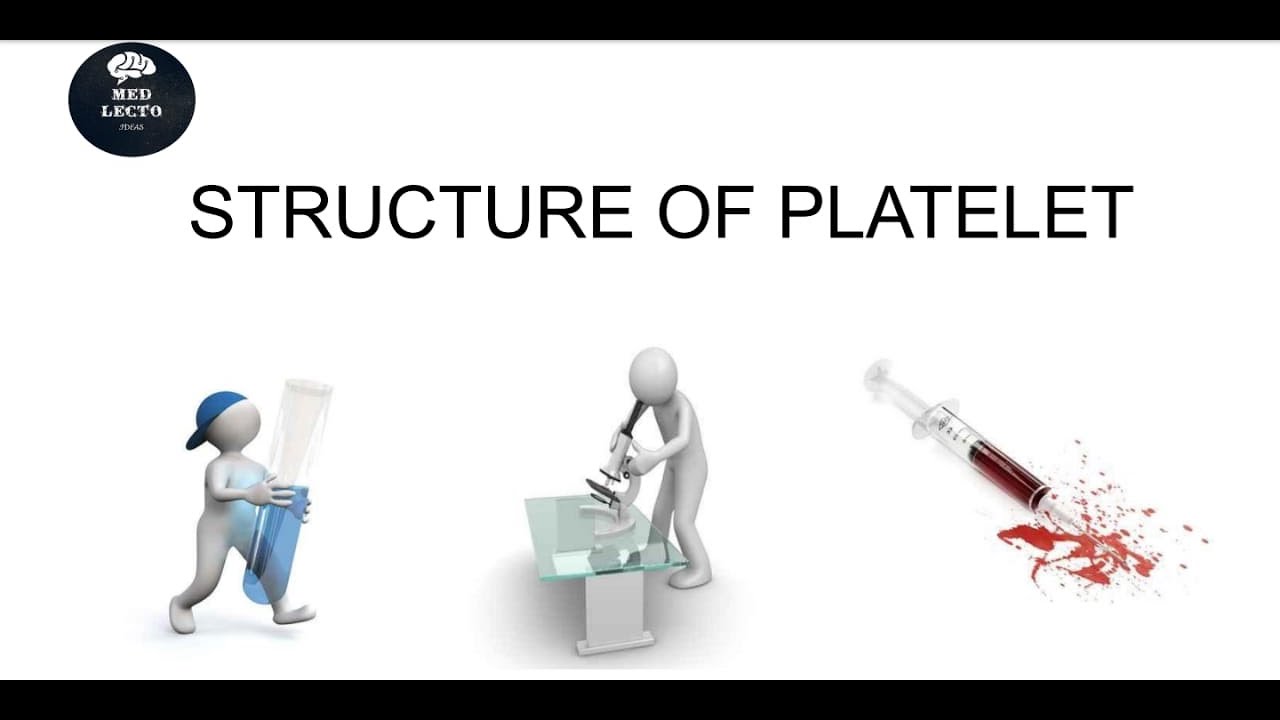 STRUCTURE OF PLATELETS #platelets#thrombocyte - YouTube
