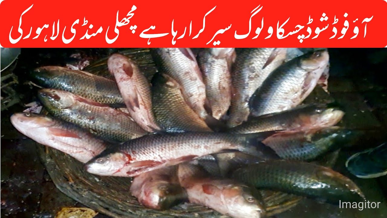 "Mouthwatering Mashli Mandi: A Delicious Feast from the Middle East ...