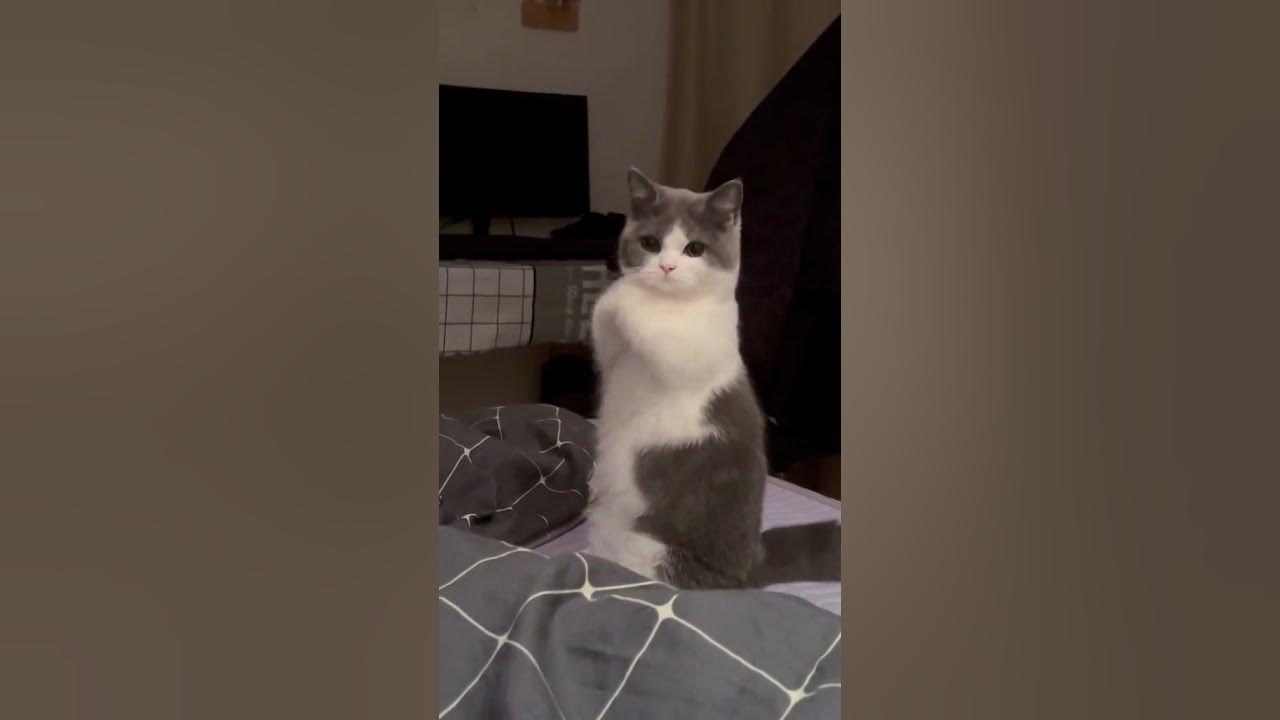 Pwease | #cat #shorts #kucing #cute - YouTube