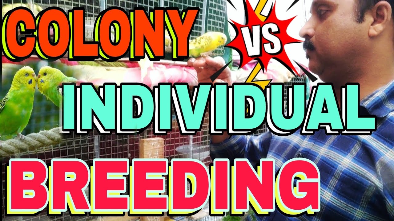 ഏതാണ് നല്ലത്? Colony Breeding or Individual Breeding? Merits and ...
