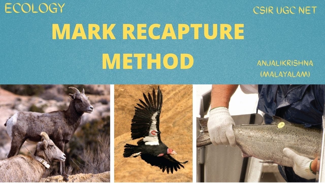 MARK RECAPTURE METHOD|CSIR UGC NET|ECOLOGY|MALAYALAM - YouTube