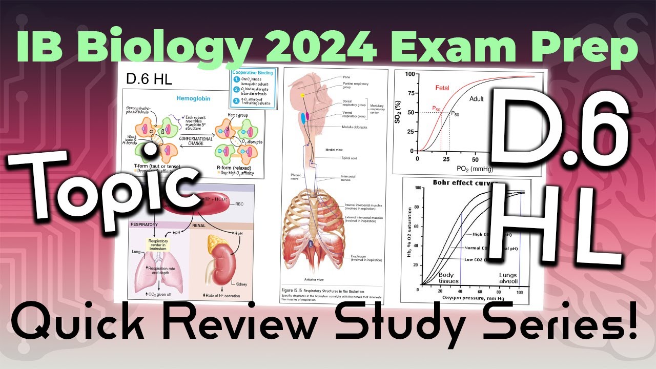 [OLD2016] IB Bio 2024 QUICK REVIEW - Topic D.6 HL: Transport of ...