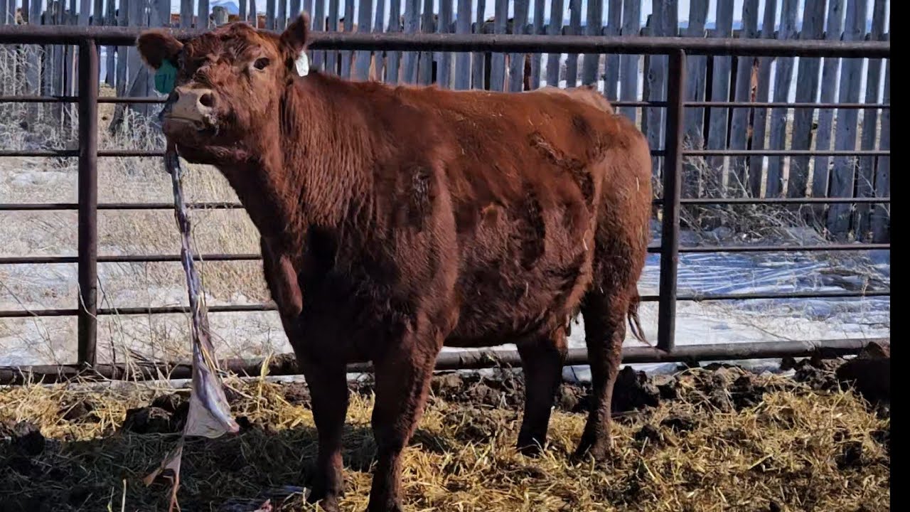 WINCH REQUIRED on the RANCH - moving cow calf pairs ️ - YouTube