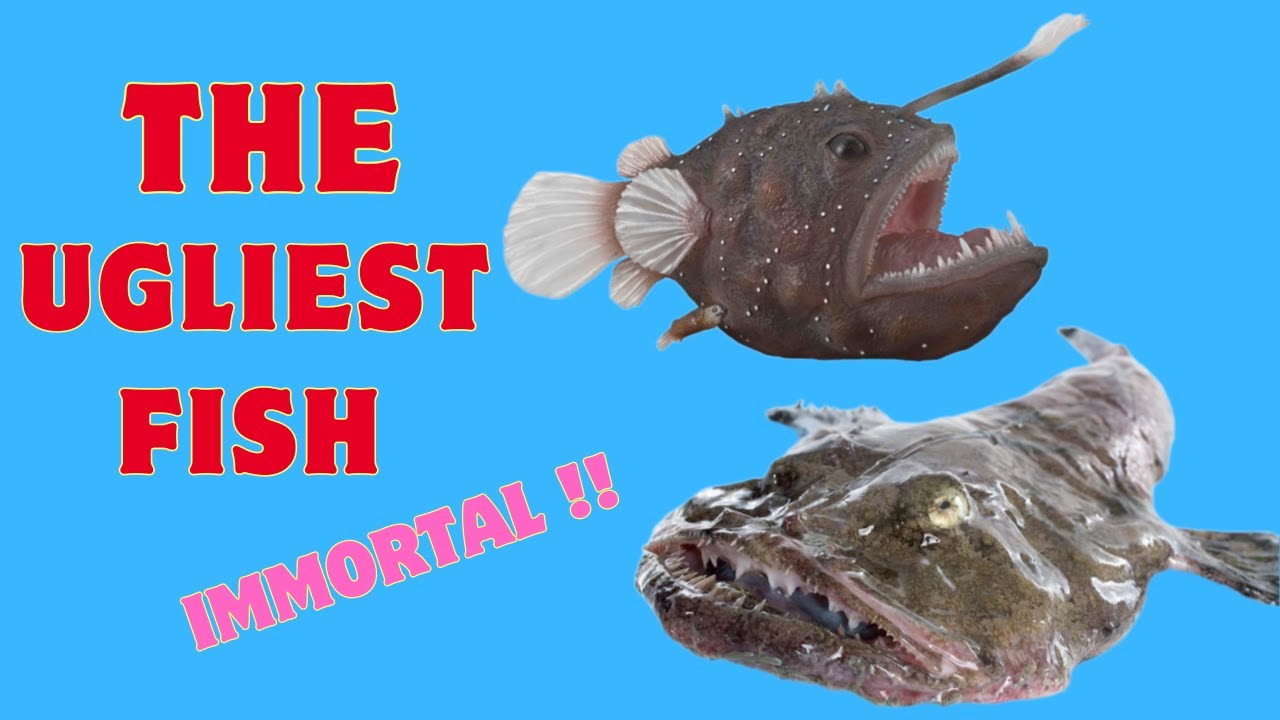 Blobfish : The "Ugliest Fish in the World" – A Deep Dive into One of ...