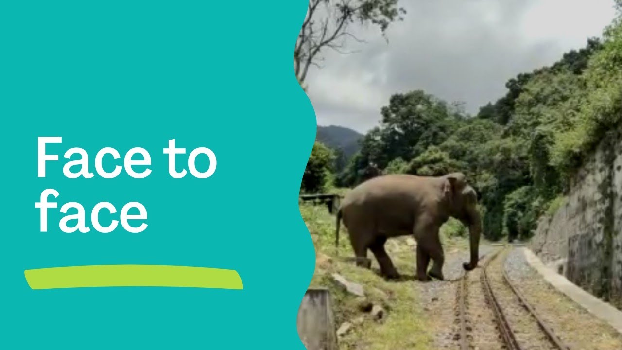 Wild Elephant On Railway Track - YouTube