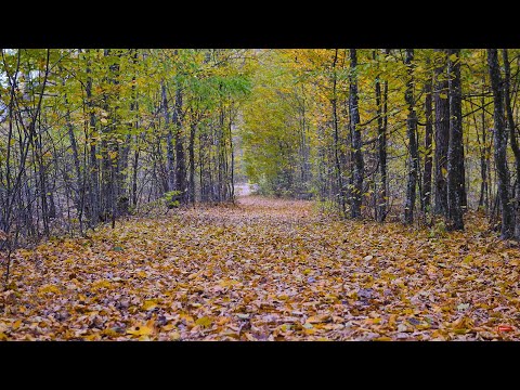 Beautiful autumn time.  Landscapes and views of nature in autumn with pleasant background music