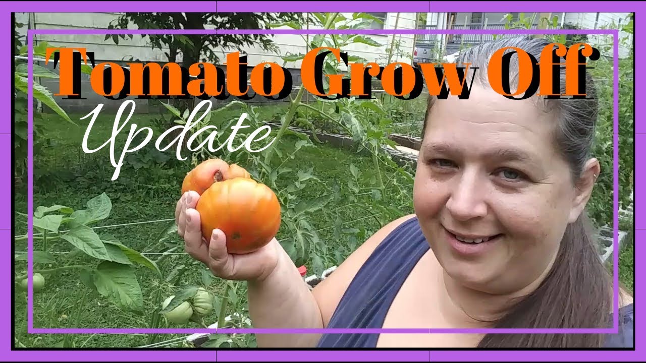 2019 Tomato Grow Off Update - YouTube