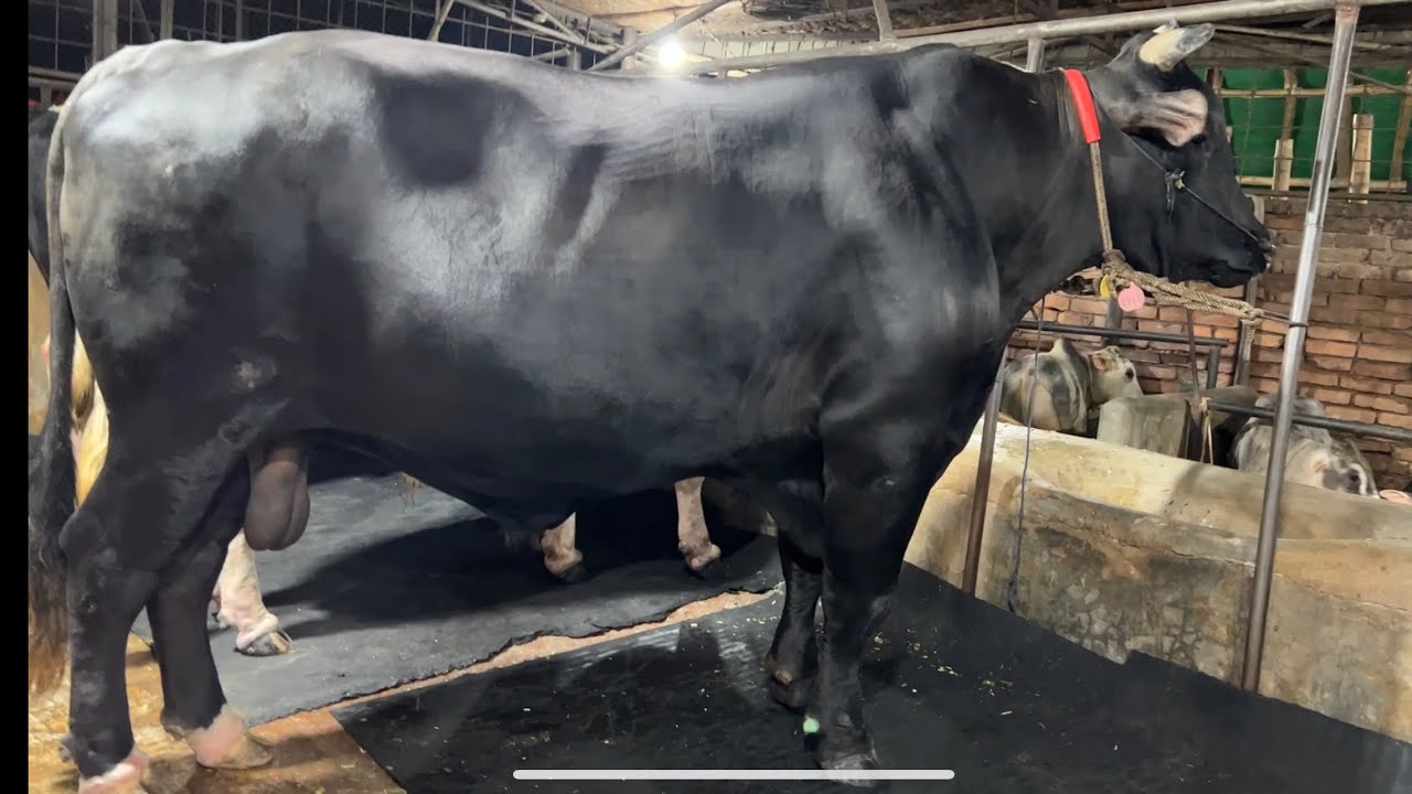 Biggest Hefty Austral Cows Line Up of Sadeeq Agro | All 1000KG+ Cows ...
