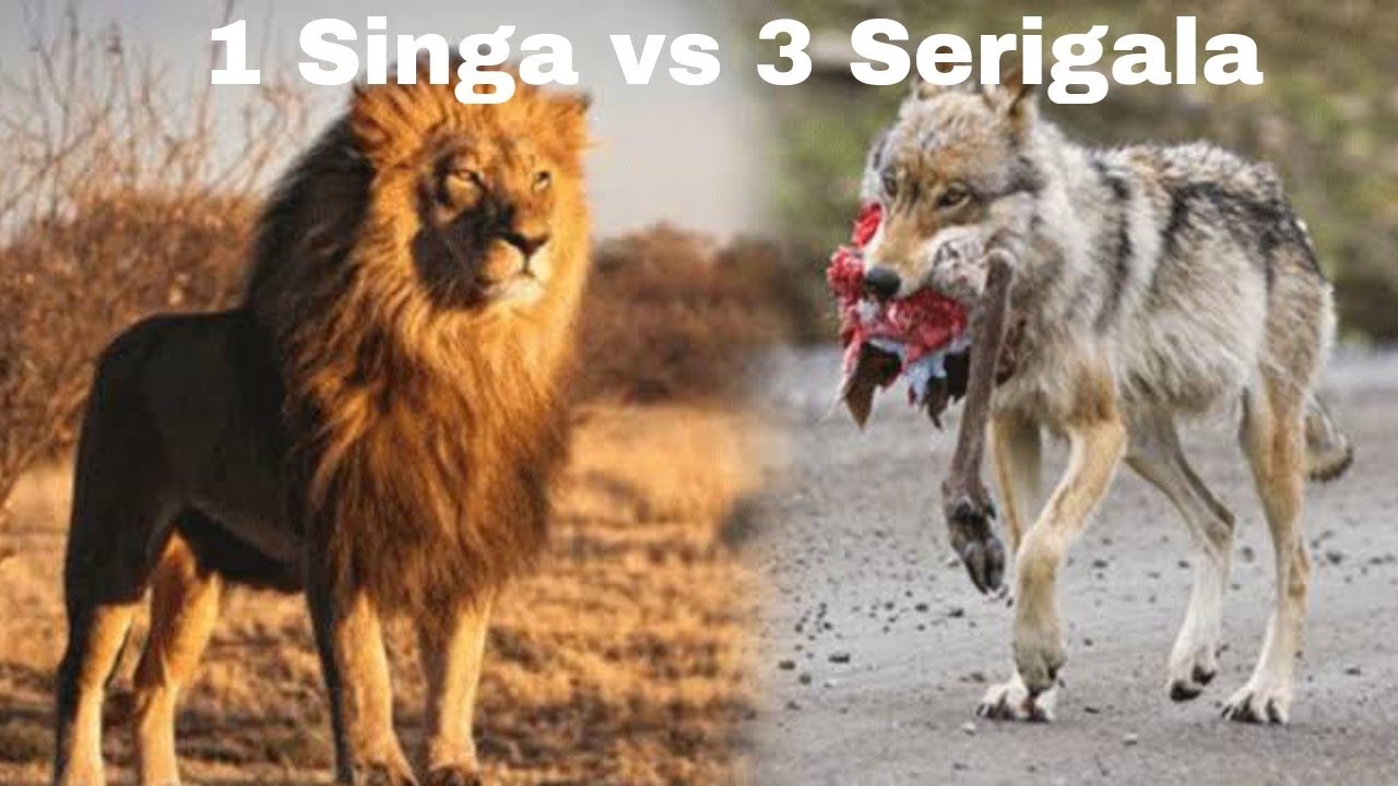 Singa Vs Serigala