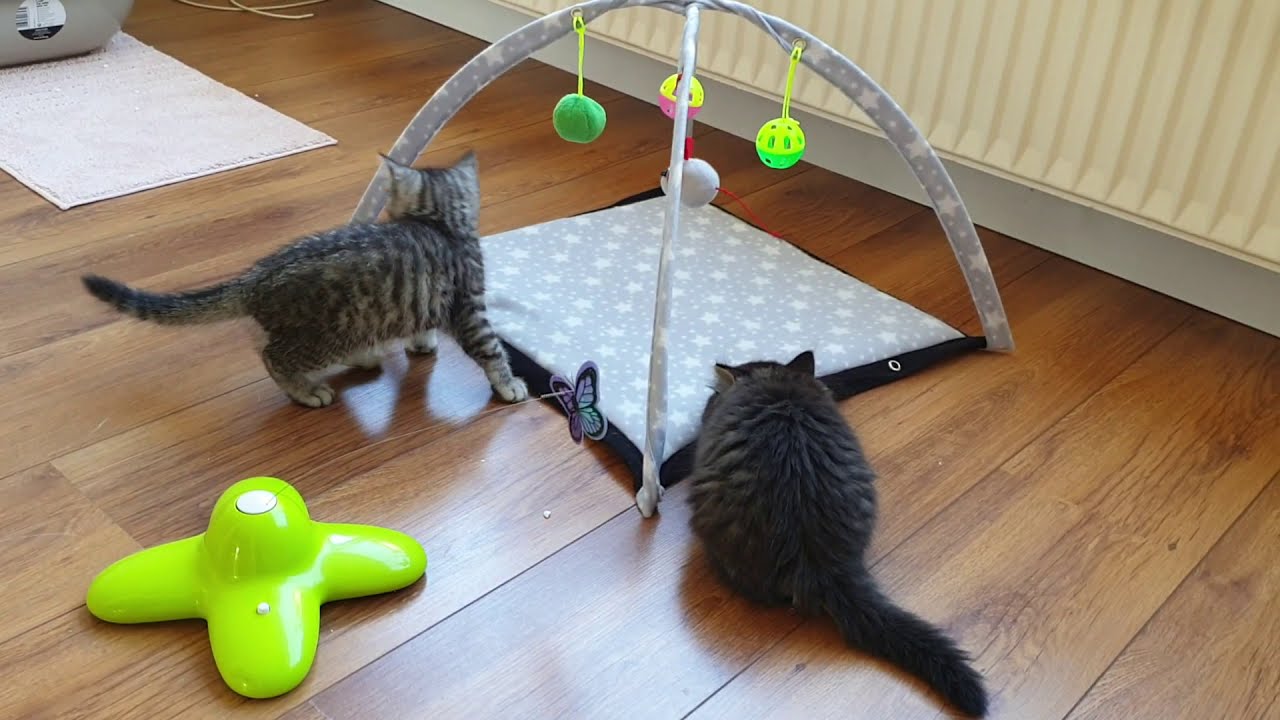 Hummer & Rose - the cutest #kittens playing (#Ragdoll x # ...