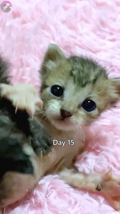 Timelapse Rescued Kitten Day 1 - Day 100 Cute😍😍 #kucing #kucinglucu #kitten #suaraanakkucing ...