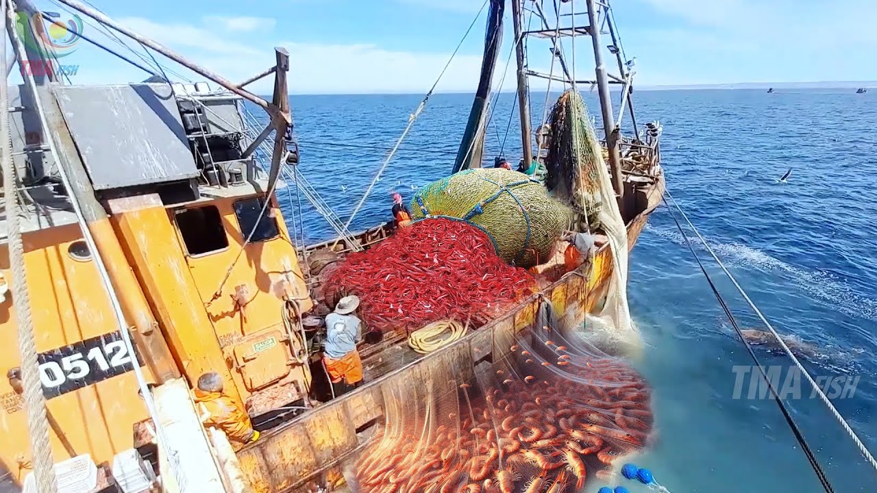 Amazing Big Shrimping | Millions of Tons of Shrimp Caught - YouTube