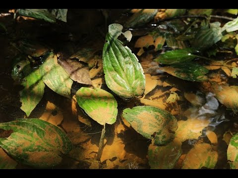 New species of Rasbora? and Cryptocoryne pontederiifolia in Aceh ...
