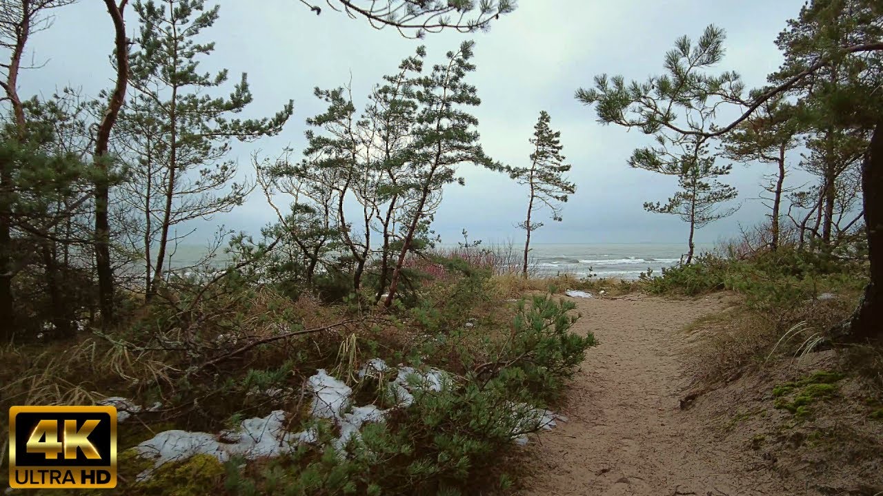 Beach forest evening walk, 1 hour nature relaxation 4k(60fps), (no ...