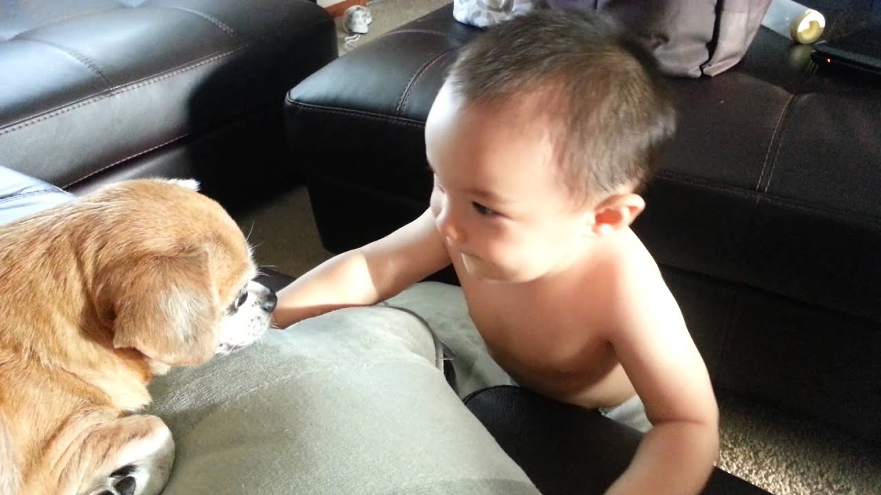 Baby VS. Dog - YouTube