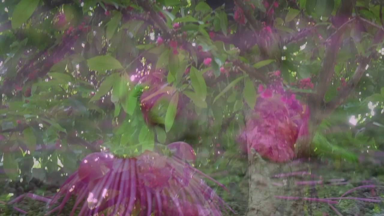 Árbol de Poma Rosa - YouTube