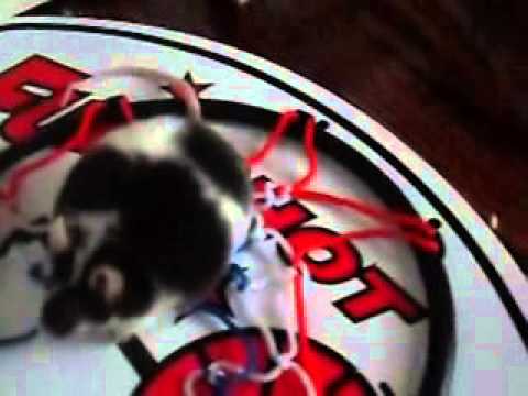 worlds fattest mouse - YouTube