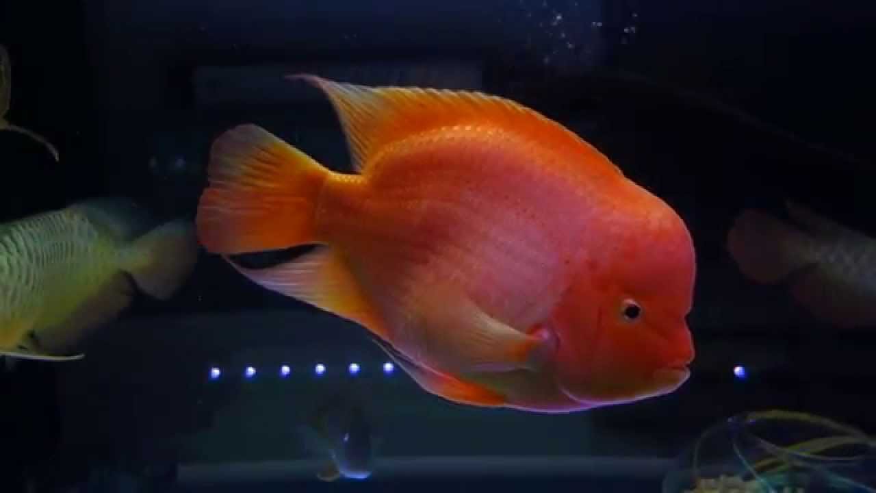Super King Kong Parrot fish in Arowana Tank - YouTube