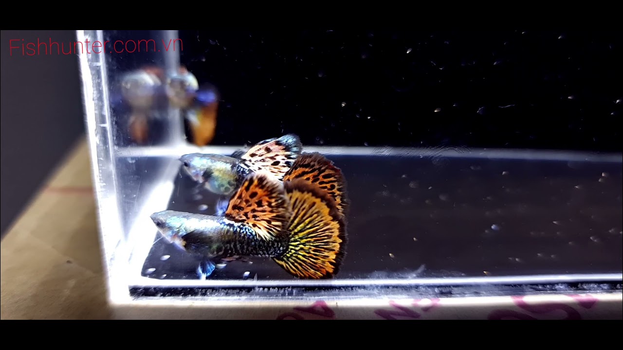 Red Dragon Short BDS HM 25112021 - YouTube