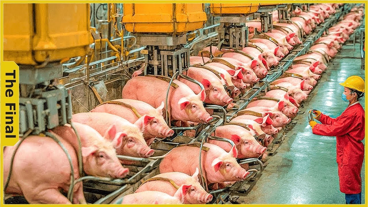 The Horrifying Truth About The 15.5 Million Pig Processing Plant In India | Farming Documentary ...