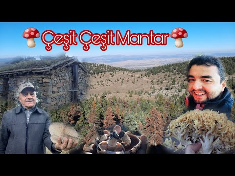 Torosların Sonbahar Çayırlıklarında Mantar Aradık ve Bulduk. Yaylada Mantar Bahane gezmek şahane.
