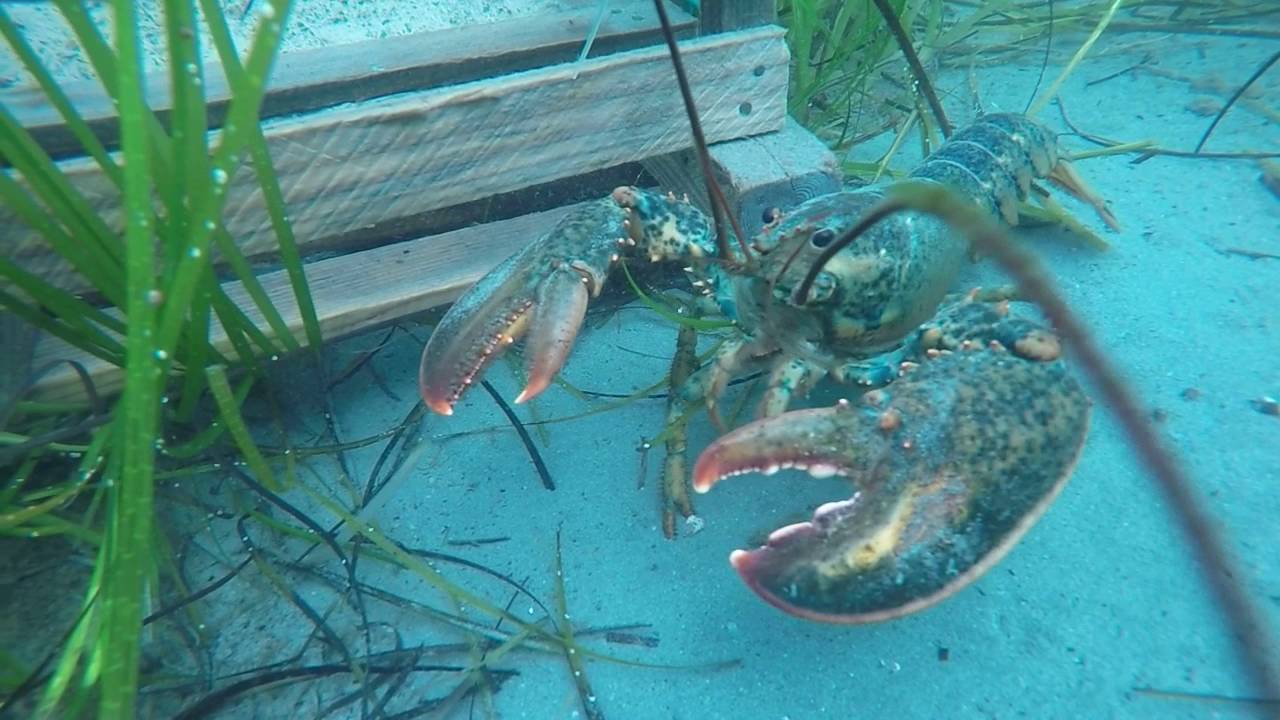 Lobster Dive and camera attack - YouTube