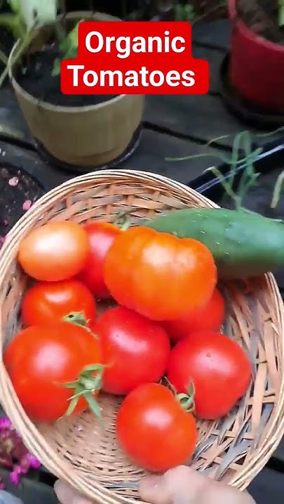 Mamimitas Tayo ng Bunga ng Kamatis na tanim ko sa paso #gardening #shortvideo #organic#tomato ...