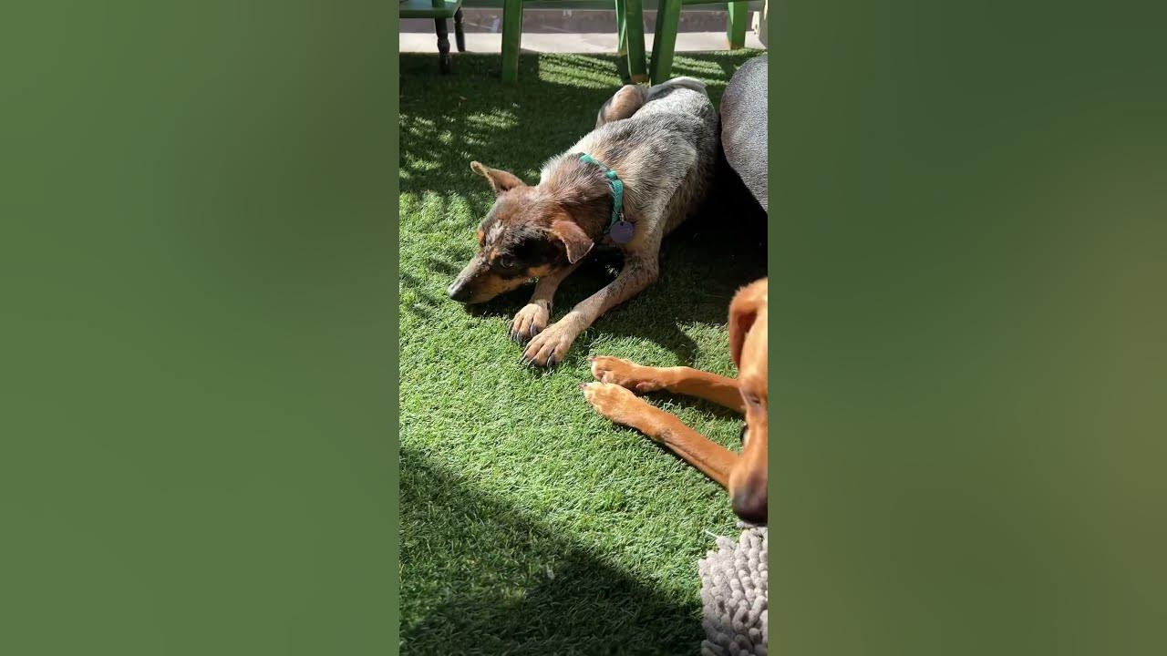 Sunbathing beauties: Adopt Waylon (mini heeler) from Central Texas Ruffugees ☀️ #dogvideos #atx ...